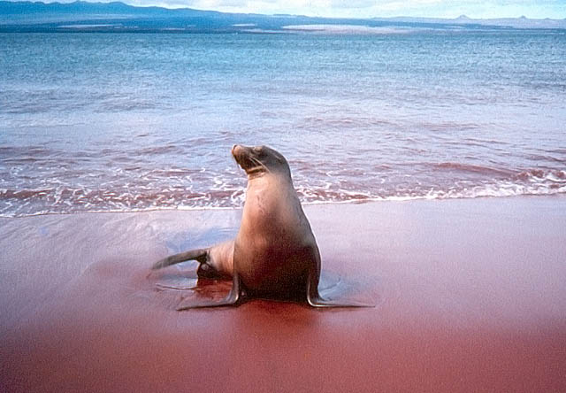 Masakr lvounů hřivnatých na Galapágách - Freediving team Ostrava